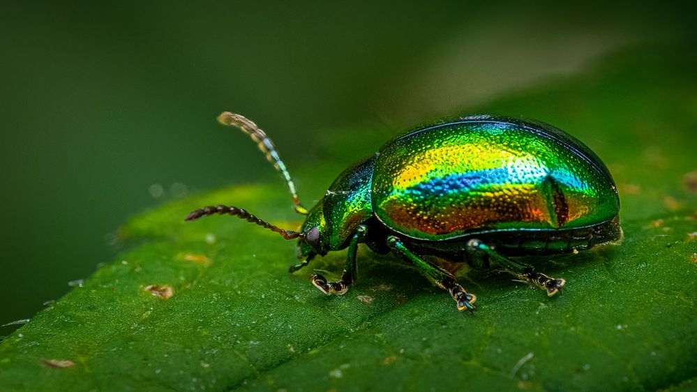 Dynamisch laufender bunter Käfer Foto & Bild | nah- & makro, tiere ...
