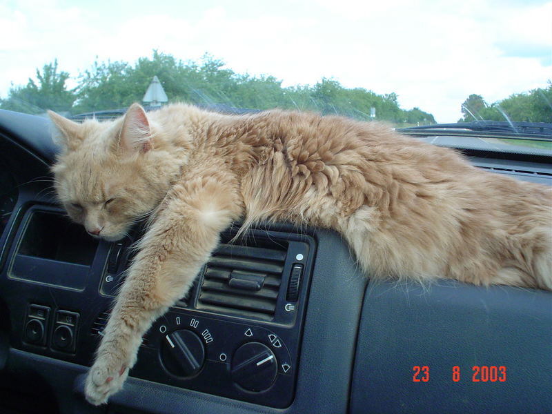 Dzikas im Auto Foto & Bild | tiere, haustiere, katzen Bilder auf ...