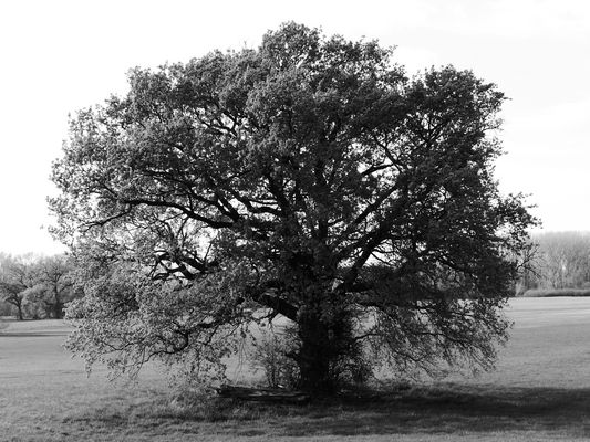 Einzelbäume Bilder & Fotos