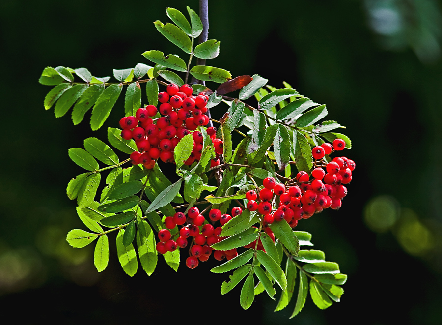 Ebereschenbeeren oder Vogelbeeren Foto & Bild | pflanzen, pilze ...