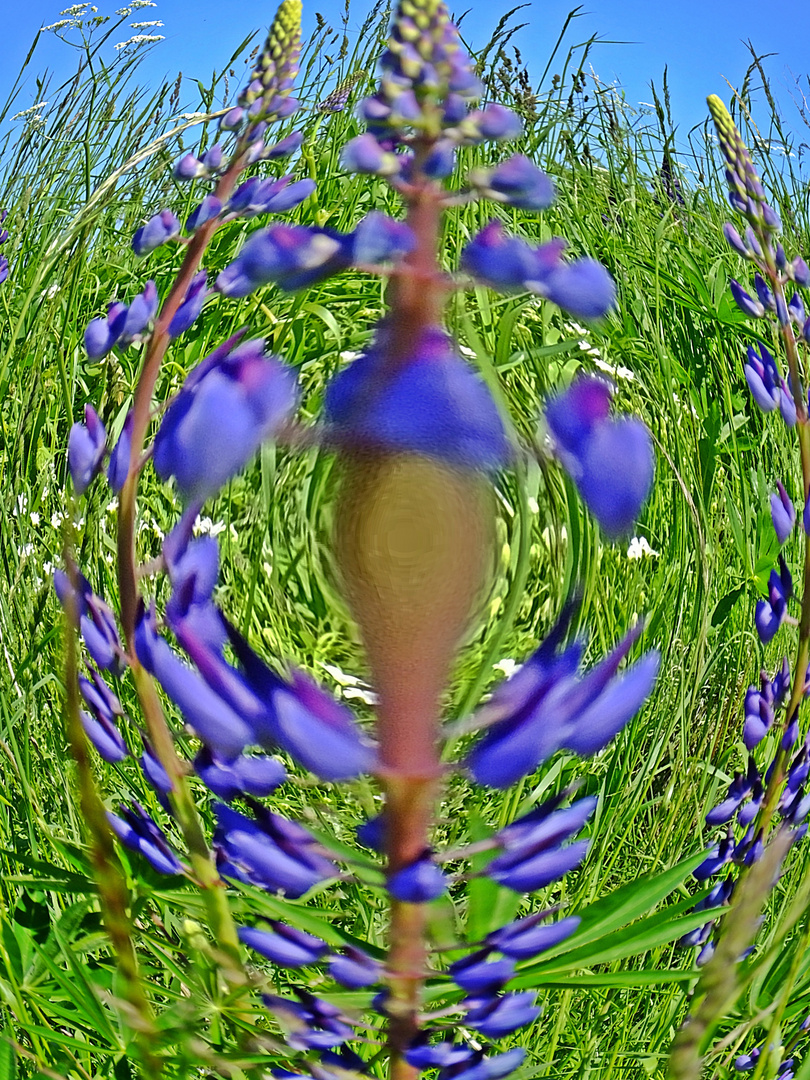 ebrius lupino Foto & Bild | pflanzen, pilze & flechten, blüten ...