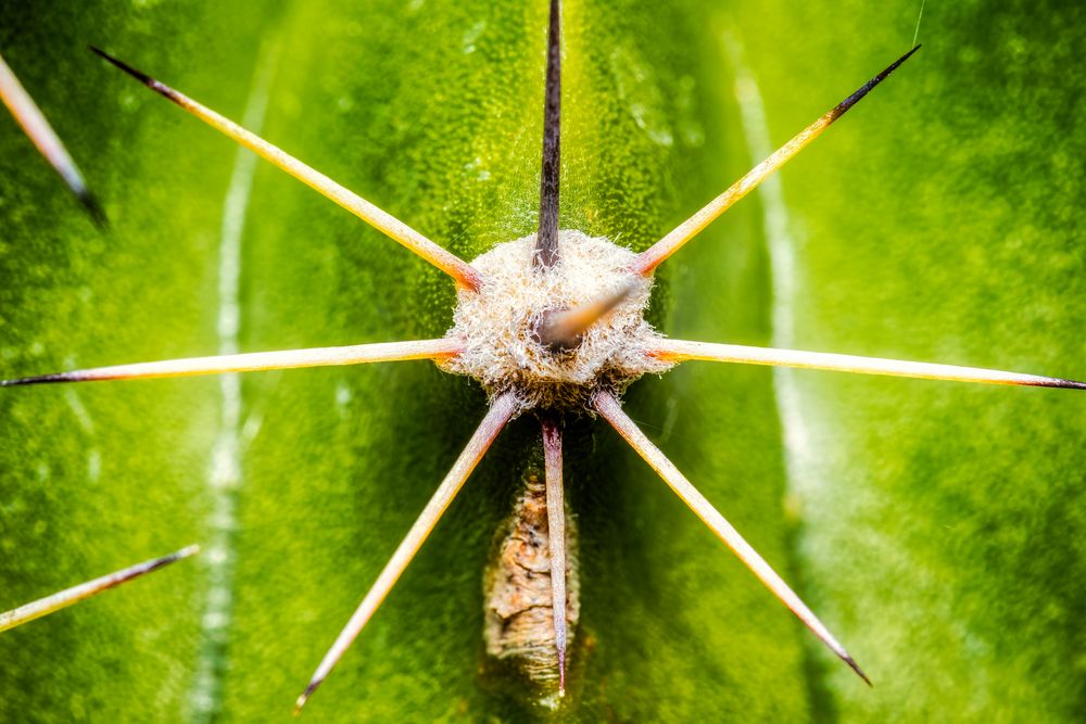 Kaktus-Stacheln - Bild & Foto von AldAsAck1957 aus 05 Geometrie in der ...