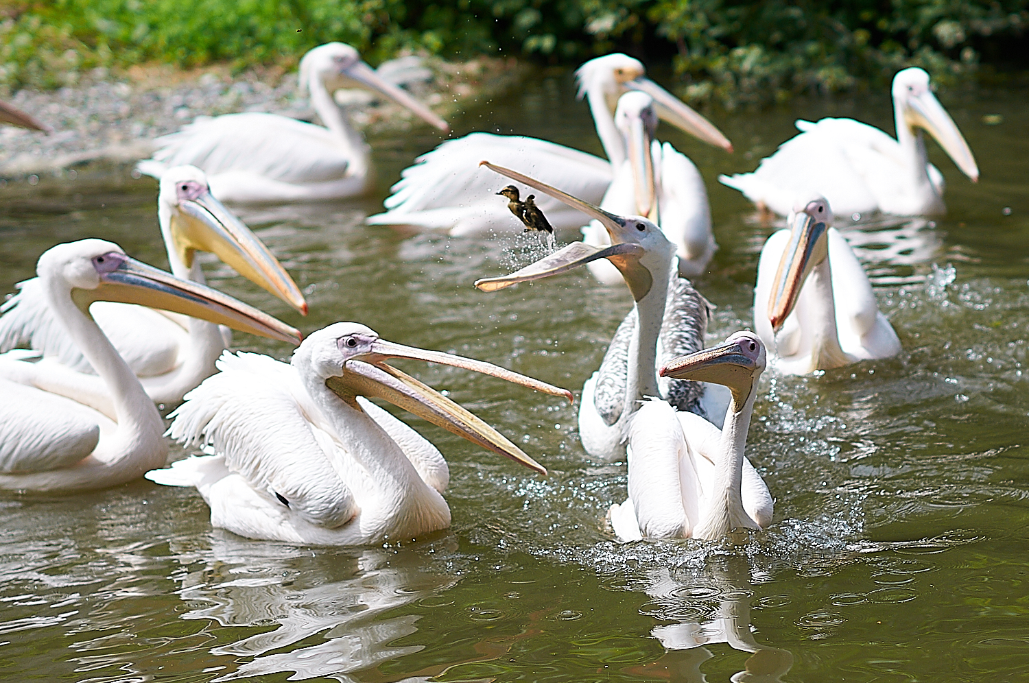 Echappée belle photo et image | animaux, nature, oiseaux Images ...