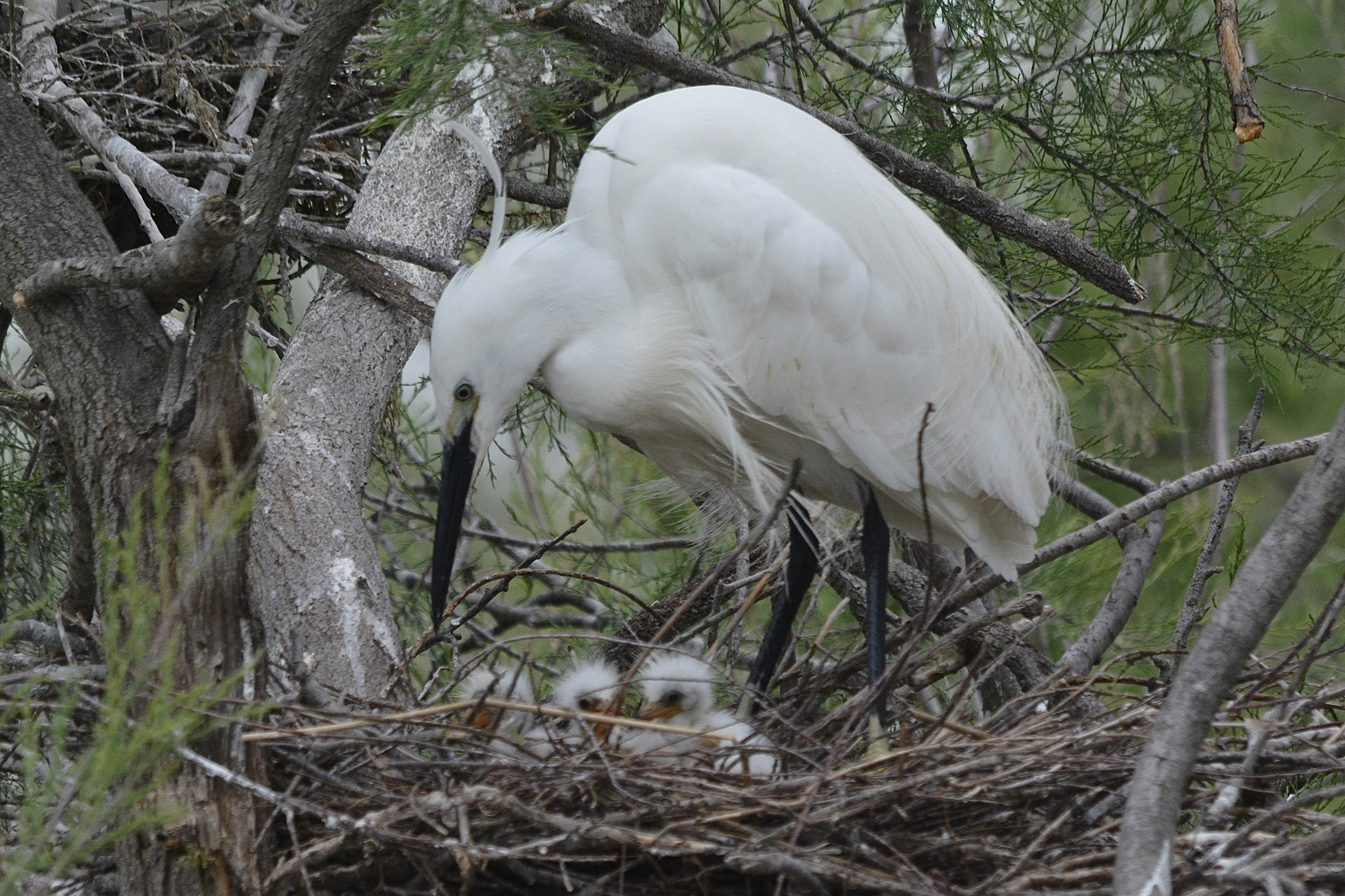 echassier photo et image | animaux, animaux sauvages, oiseaux Images ...