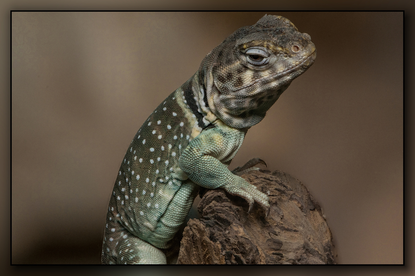 Echse Foto & Bild | natur, zoo, tiere Bilder auf fotocommunity