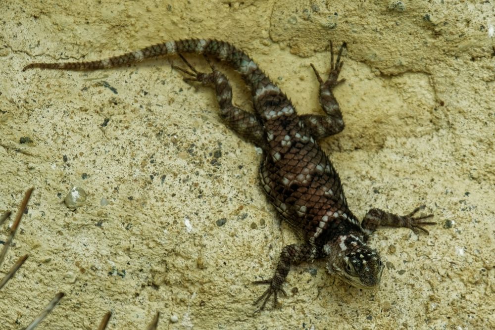 Echse Foto & Bild | tiere, zoo, wildpark & falknerei, amphibien ...