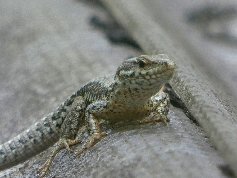 Echse Foto & Bild | fotos, outdoor, makro Bilder auf fotocommunity