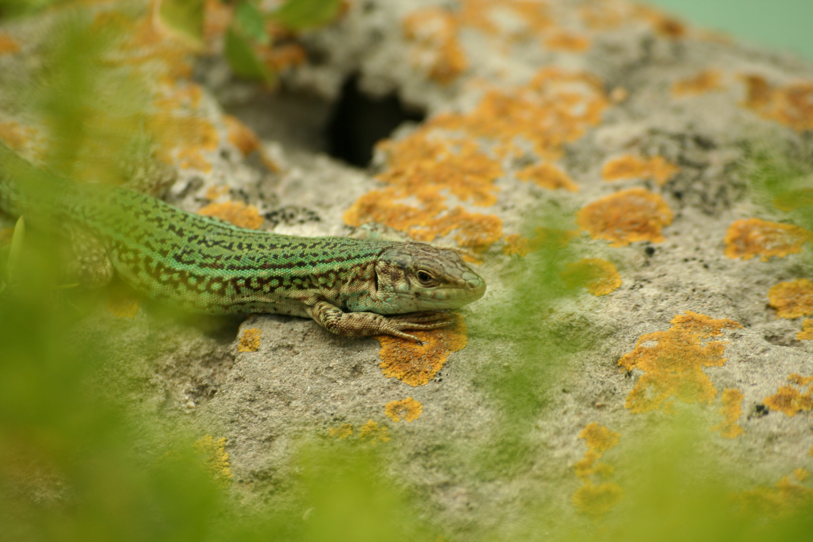 Echse Foto & Bild | tiere, wildlife, amphibien & reptilien Bilder auf ...