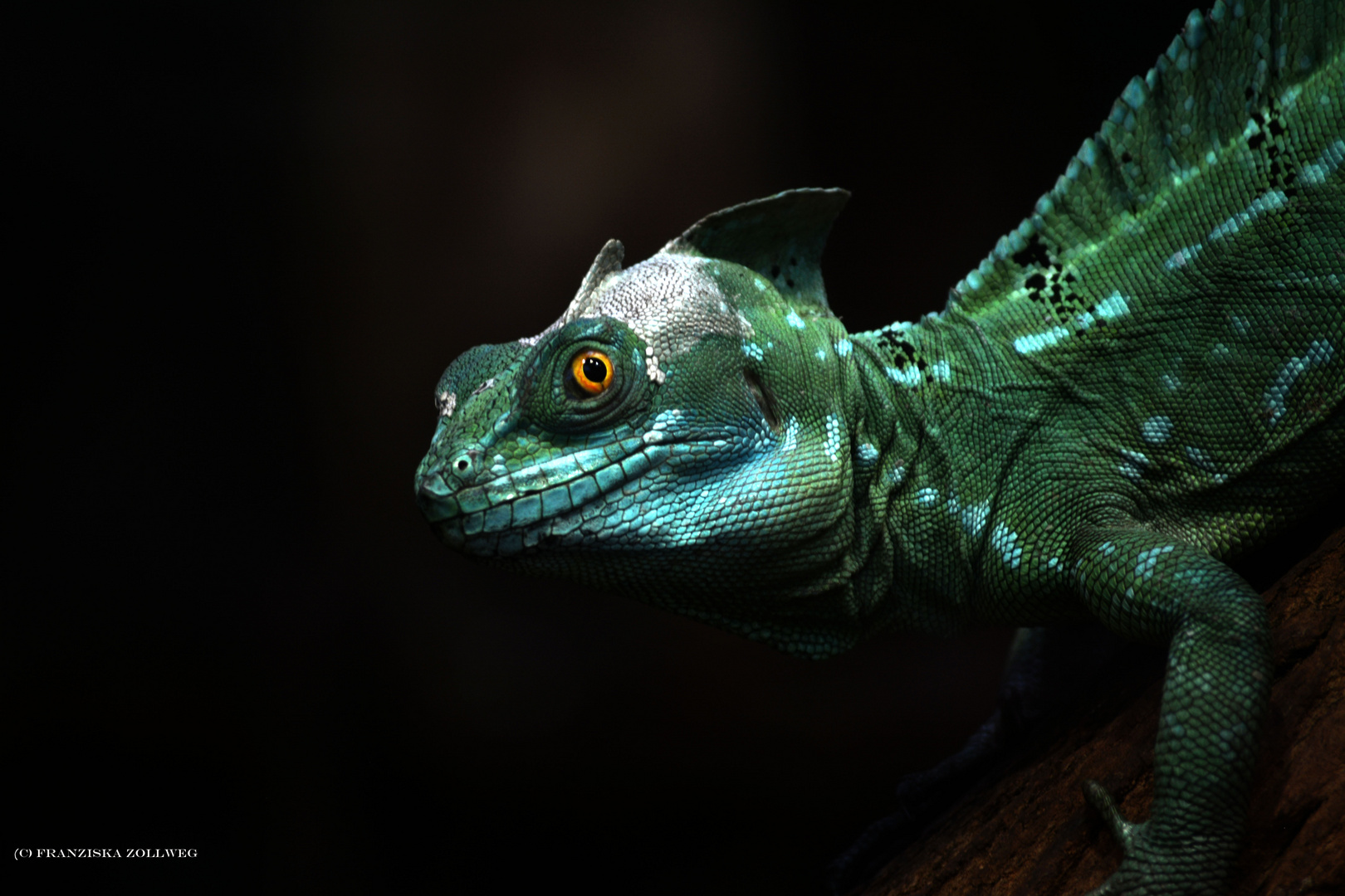 Echse Foto & Bild | tier, zoo, reptil Bilder auf fotocommunity