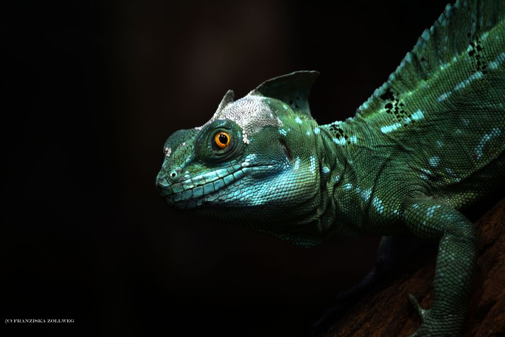 Echse Foto & Bild | tier, zoo, reptil Bilder auf fotocommunity