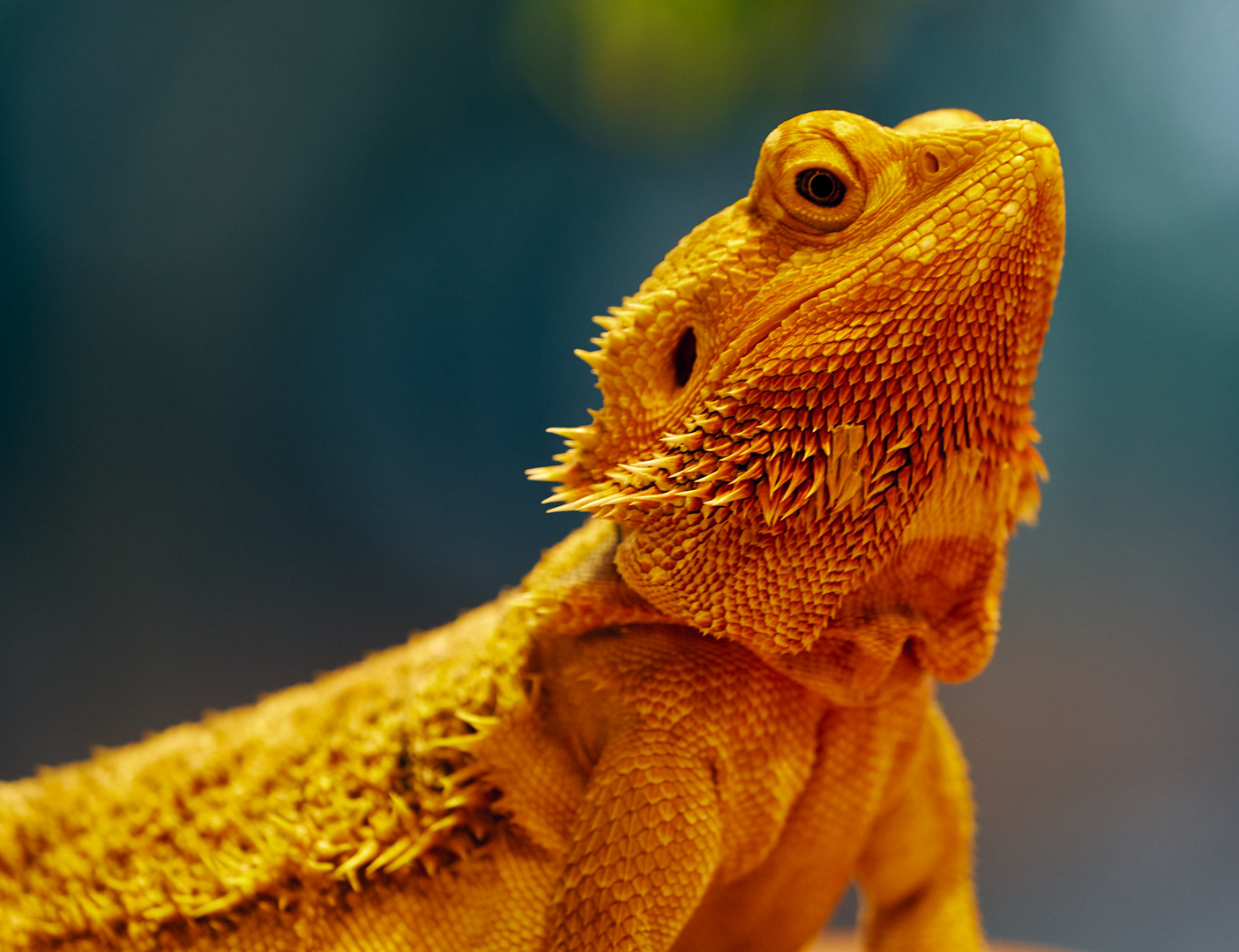 Echse Foto & Bild | deutschland, europe, baden- württemberg Bilder auf ...