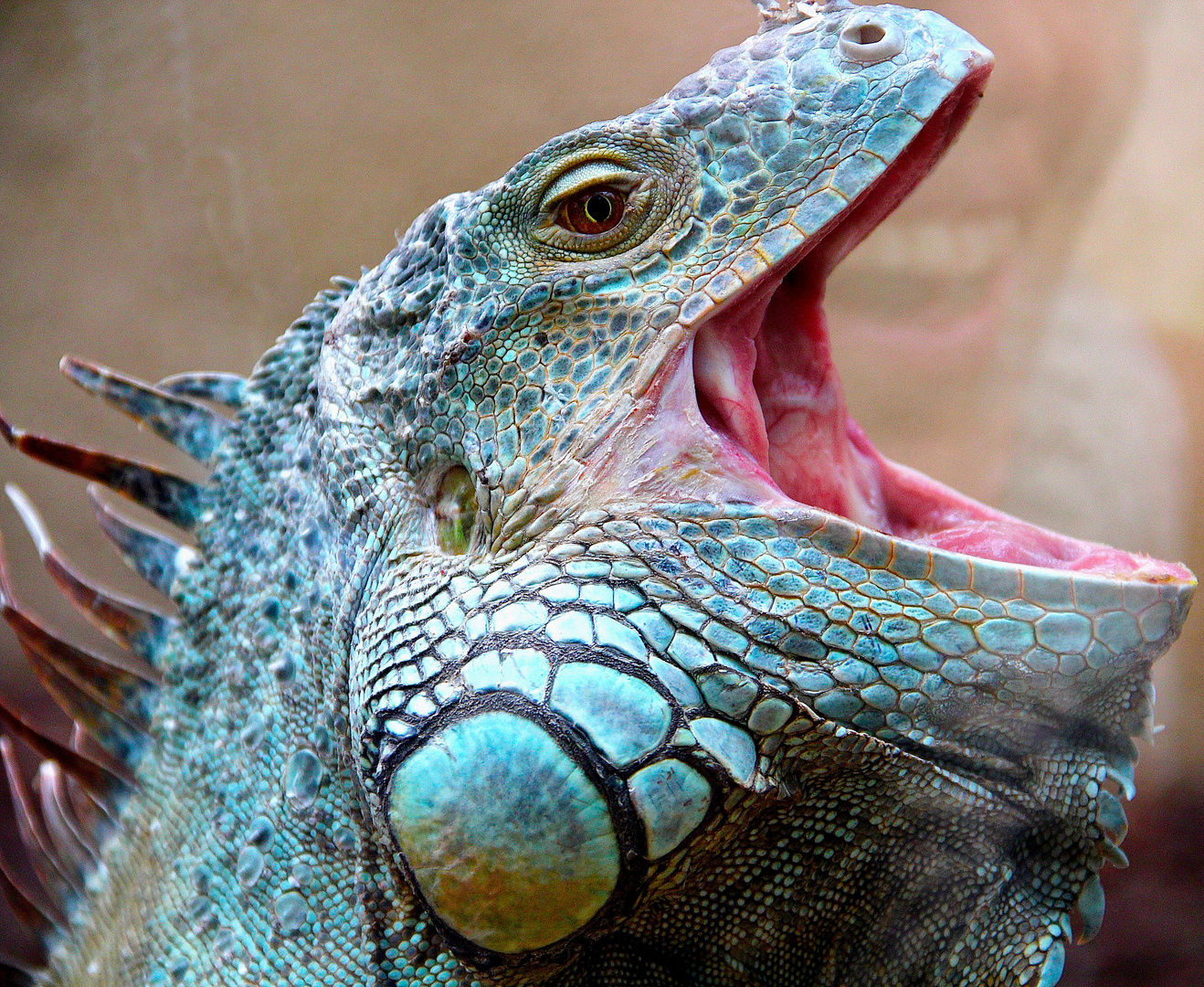 Echse Foto & Bild | tiere, zoo, wildpark & falknerei, amphibien ...