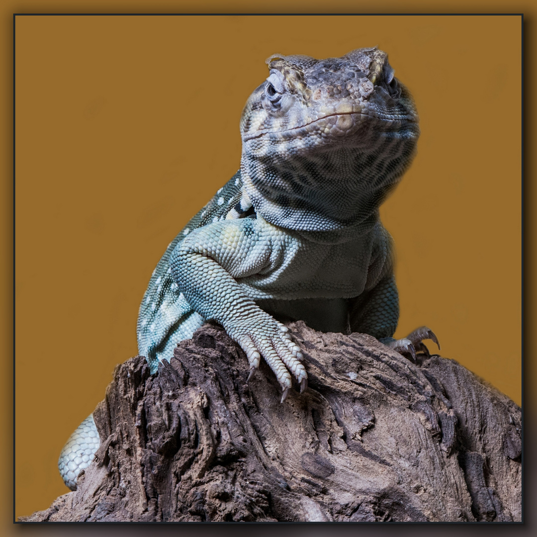 Echse 3 Foto & Bild | natur, zoo, tiere Bilder auf fotocommunity