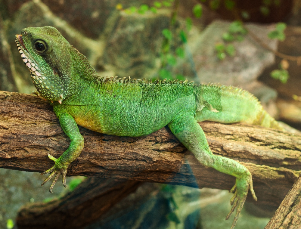 Echse Foto & Bild | tiere, zoo, wildpark & falknerei, amphibien ...