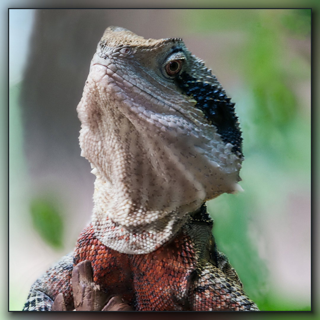 Echse 4 Foto & Bild | haus- und zoo-tiere, natur, zoo Bilder auf ...