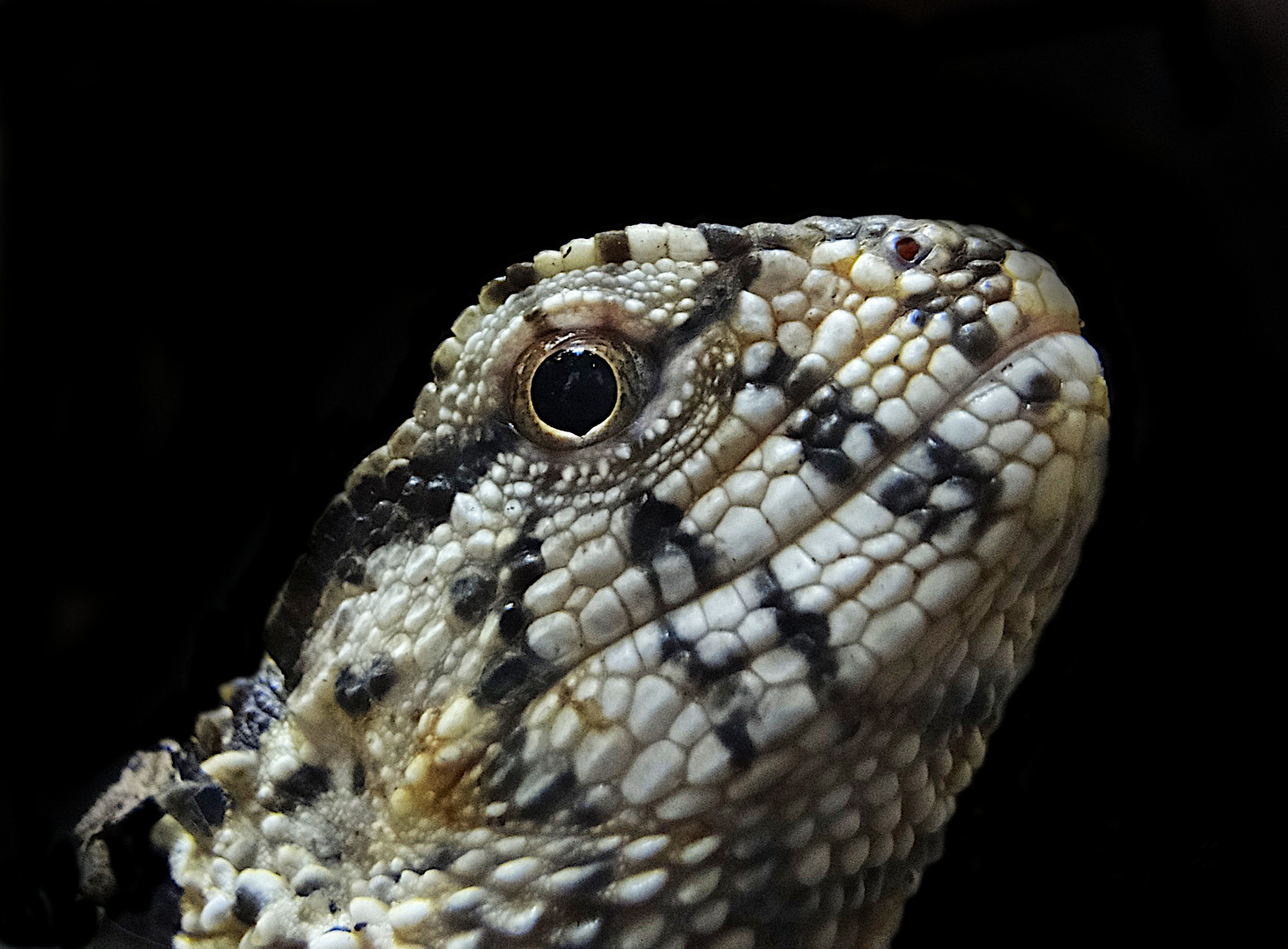 Echse Foto & Bild | tiere, zoo, wildpark & falknerei, amphibien ...