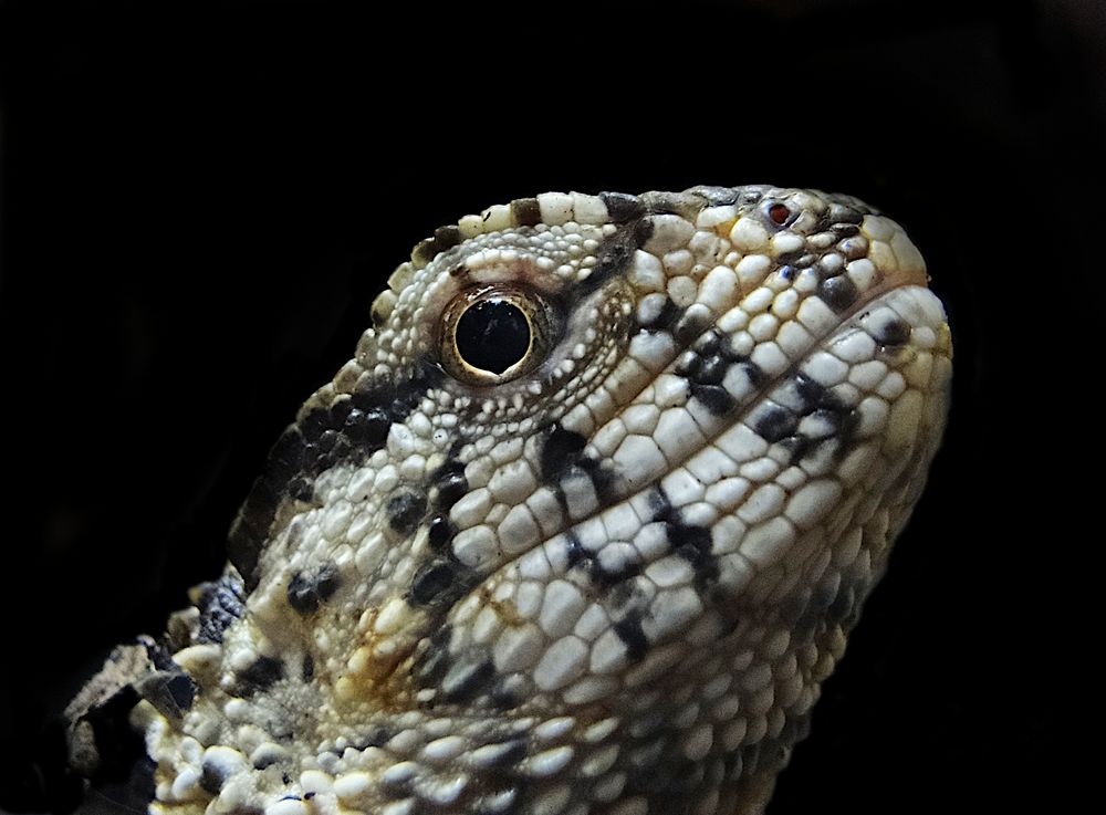 Echse Foto & Bild | tiere, zoo, wildpark & falknerei, amphibien ...