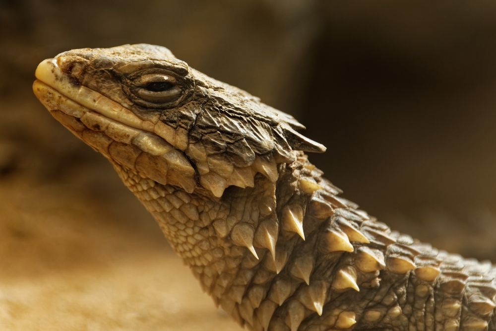 Echse Foto & Bild | tiere, zoo, wildpark & falknerei, amphibien ...