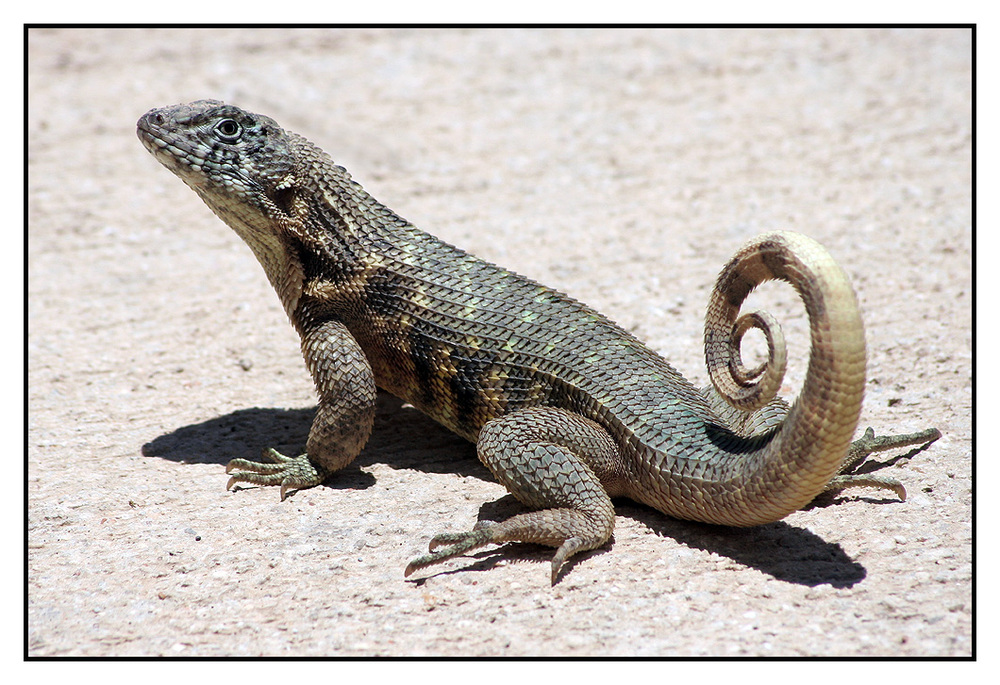 Echse Foto & Bild | tiere, wildlife, amphibien & reptilien Bilder auf ...