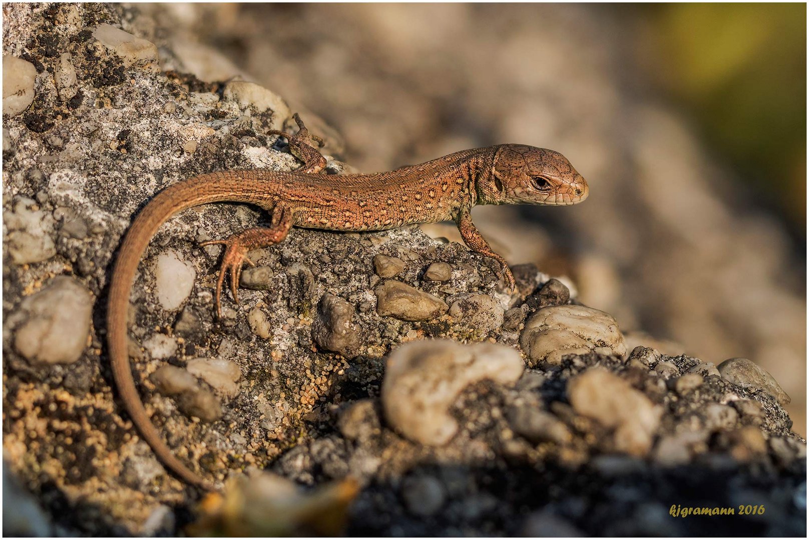 echse....... Foto & Bild | makro, natur, tiere Bilder auf fotocommunity
