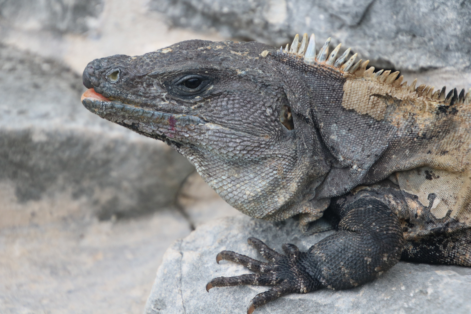 Echse Foto & Bild | fotos, world, outdoor Bilder auf fotocommunity