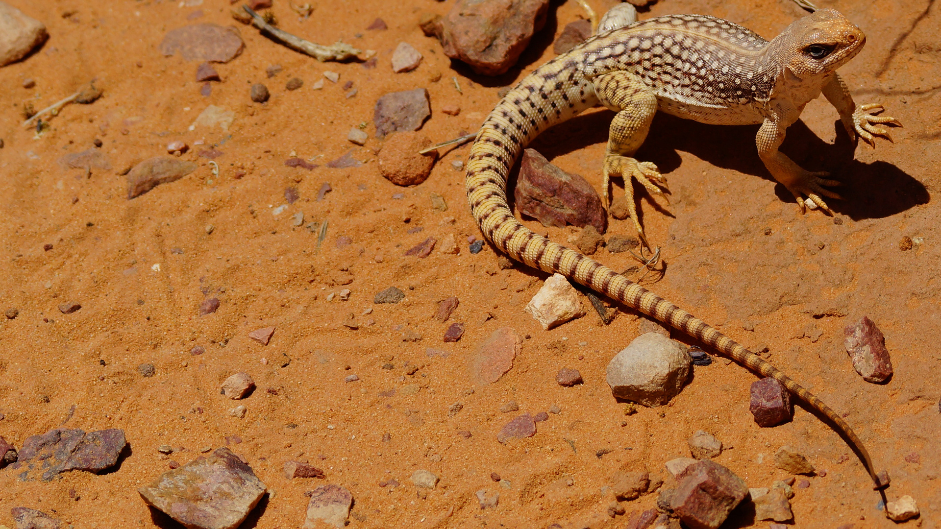 Echse Foto & Bild | north america, united states, national parks Bilder ...