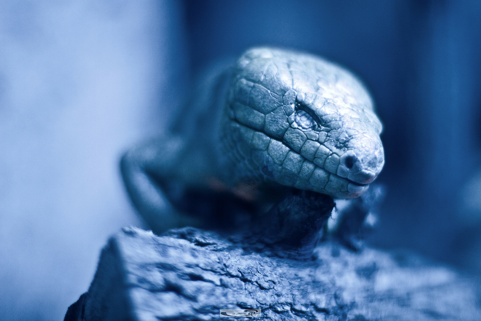 Echse Foto & Bild | tiere, zoo, wildpark & falknerei, amphibien ...