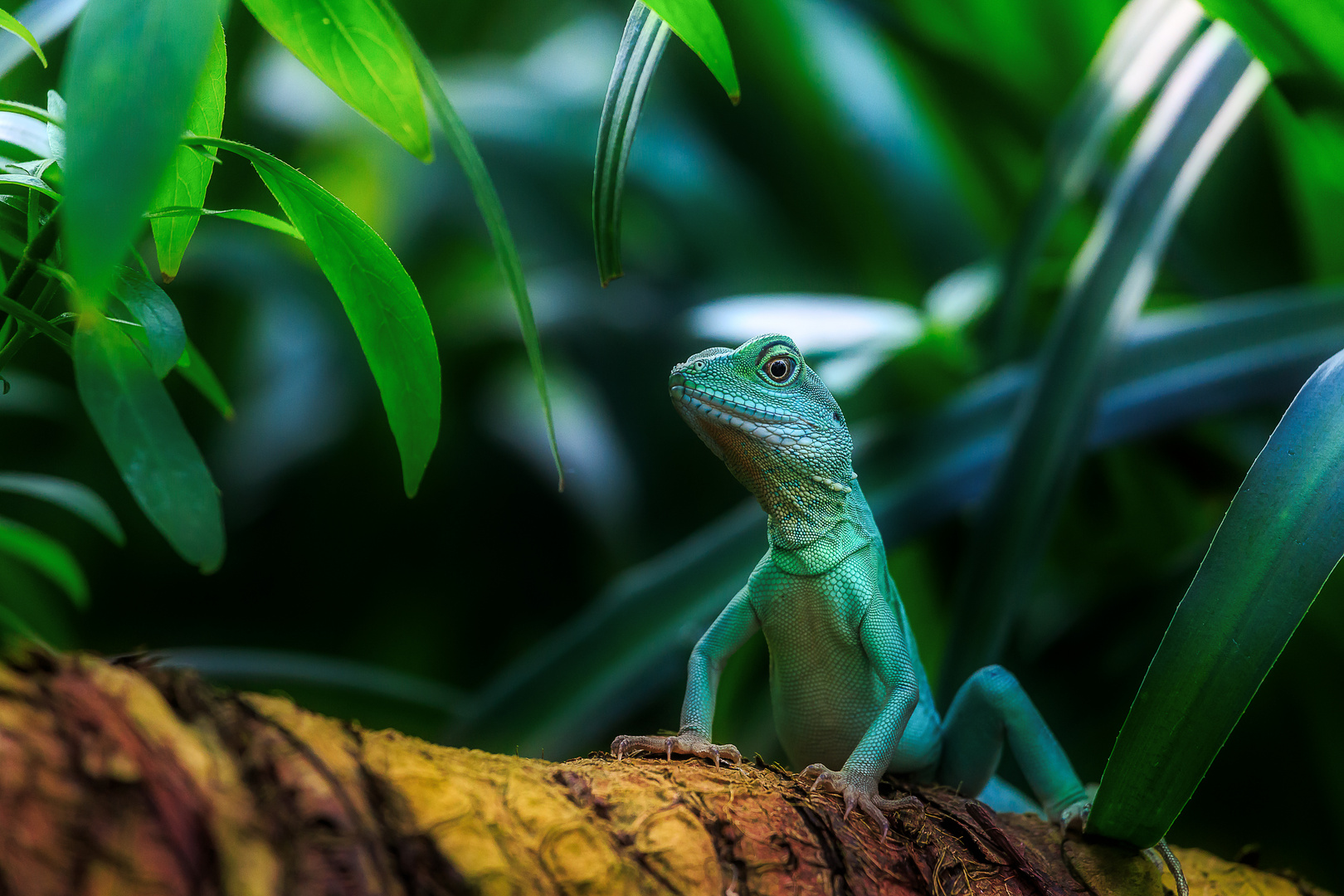 Echse Foto & Bild | tiere, zoo, wildpark & falknerei, amphibien ...