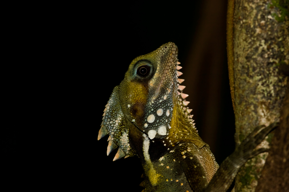 Echse Foto & Bild | tiere, wildlife, amphibien & reptilien Bilder auf ...