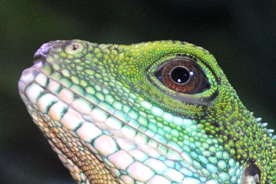 Echse Foto & Bild | tiere, zoo, wildpark & falknerei, amphibien ...