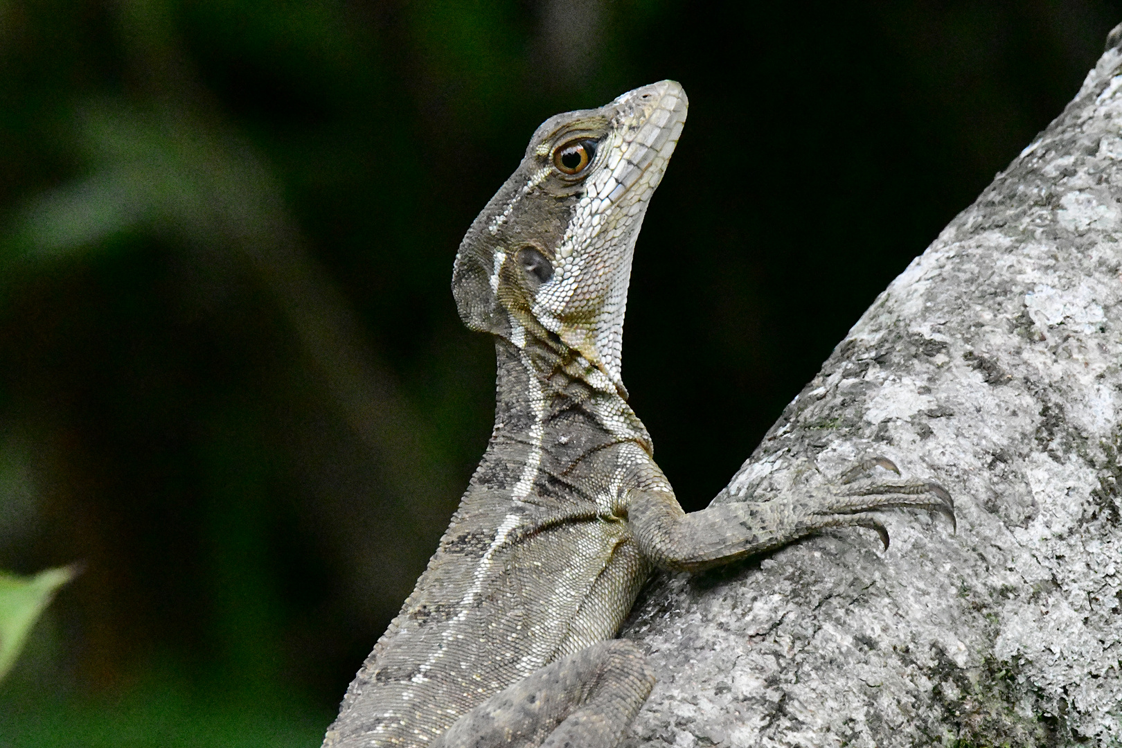 Echse auf Baum Foto & Bild | tiere, wildlife, amphibien & reptilien ...
