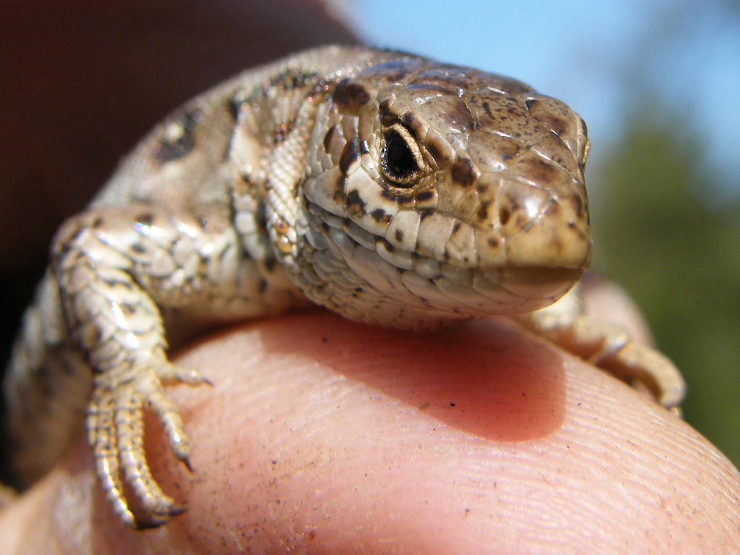 Echse auf dem Finger Foto & Bild | tiere, tier und mensch, natur Bilder ...