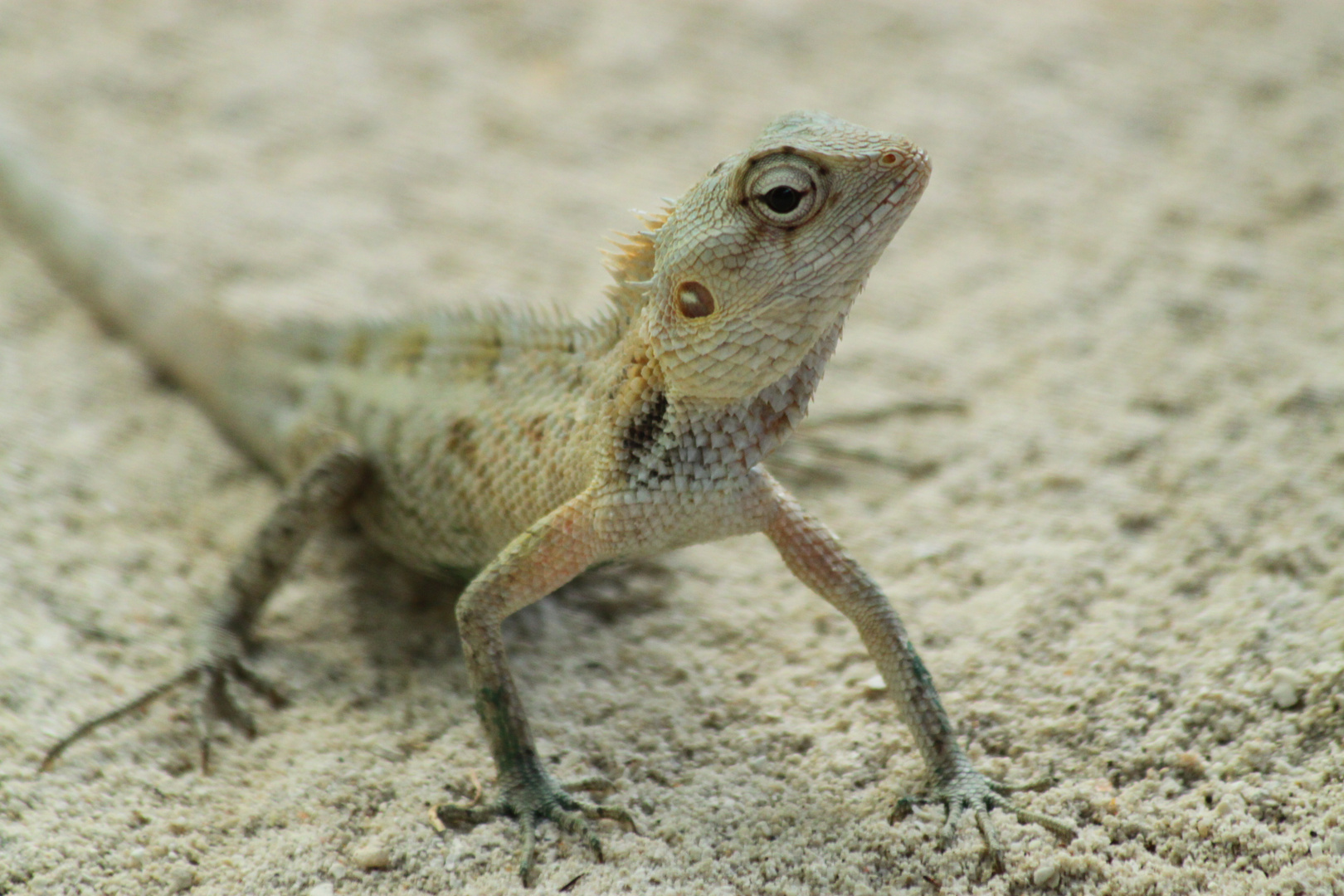 Echse auf den Malediven Foto & Bild | tiere, wildlife, amphibien ...