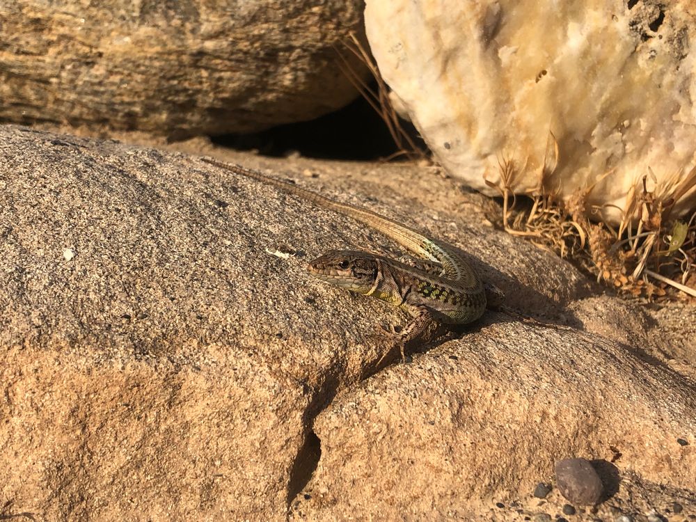 Echse aus Elafonisi, Kreta Foto & Bild | tiere, wildlife, amphibien ...