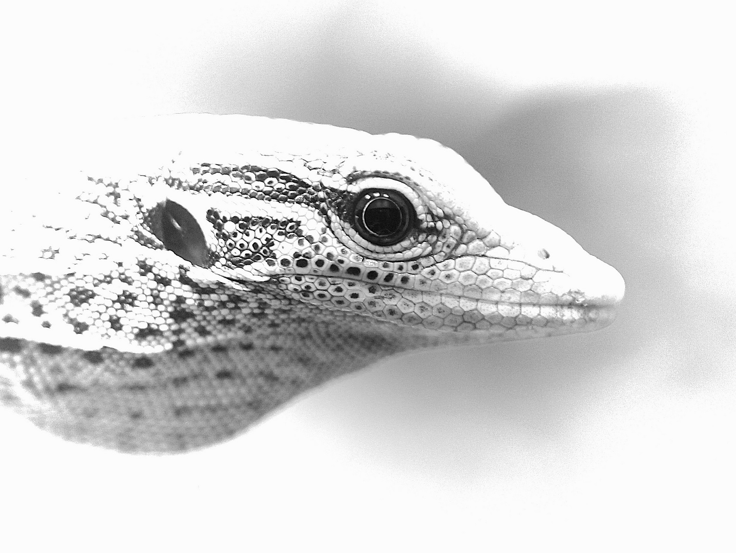 Echse Foto & Bild | tiere, zoo, wildpark & falknerei, amphibien ...