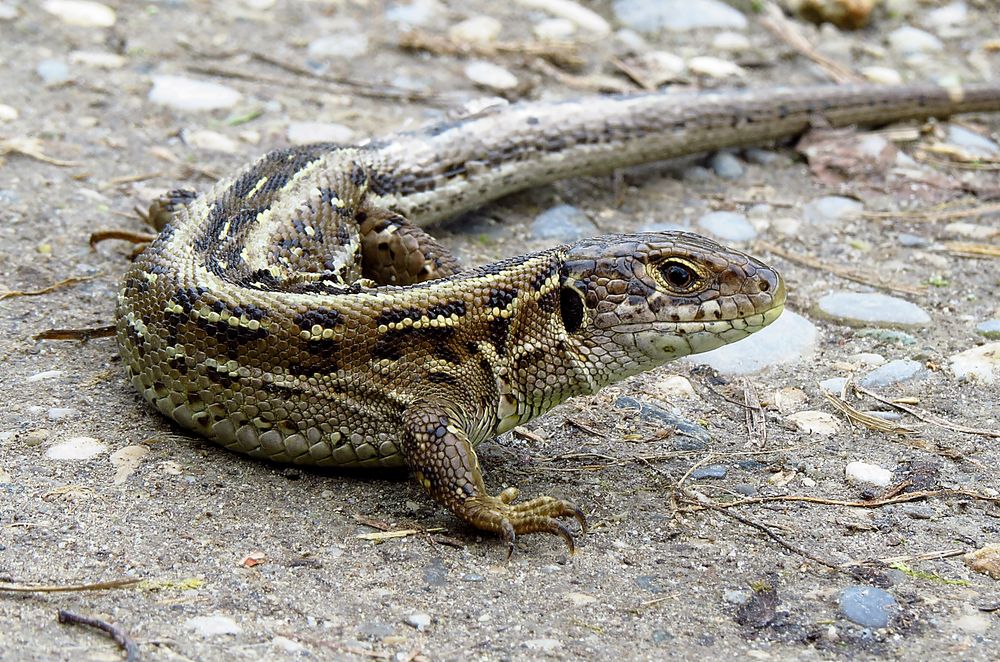 Echse Foto & Bild | tiere, wildlife, amphibien & reptilien Bilder auf ...