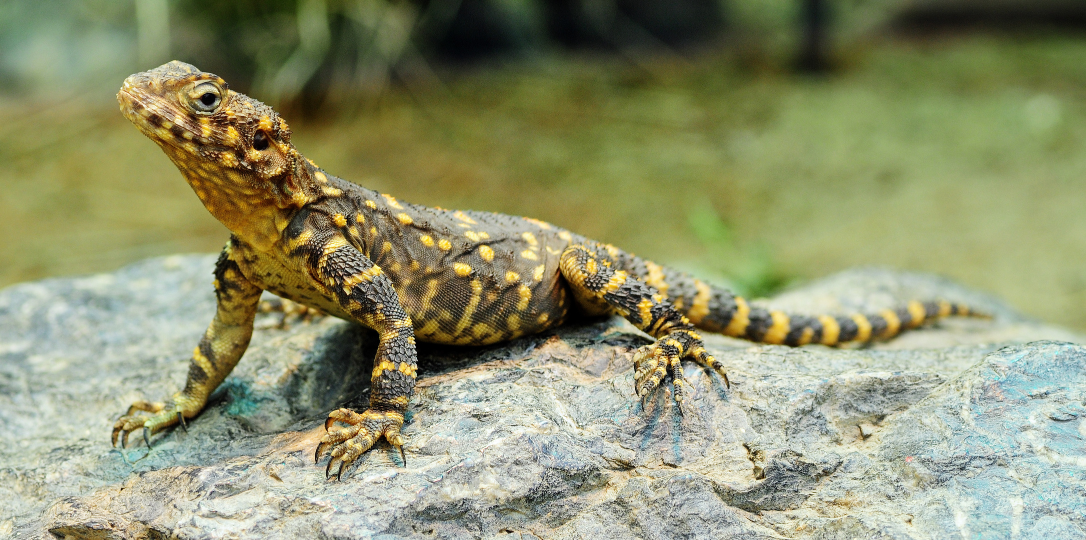 Echse Foto & Bild | tiere, zoo, wildpark & falknerei, amphibien ...