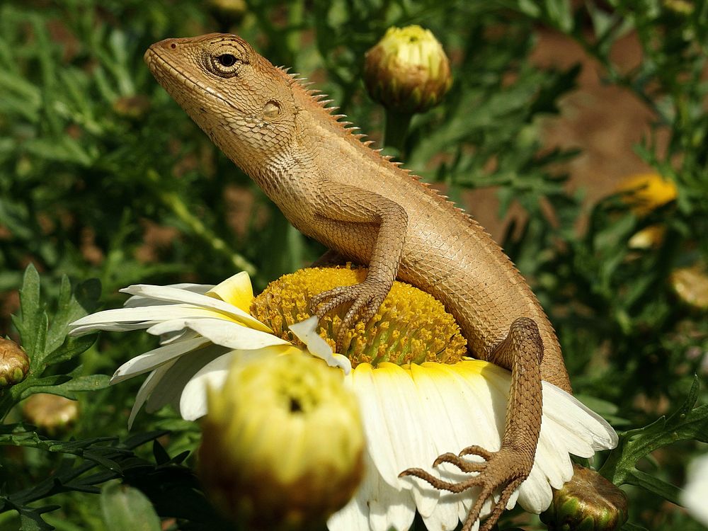 Echse beim Sonnenbad Foto & Bild | tiere, wildlife, amphibien ...