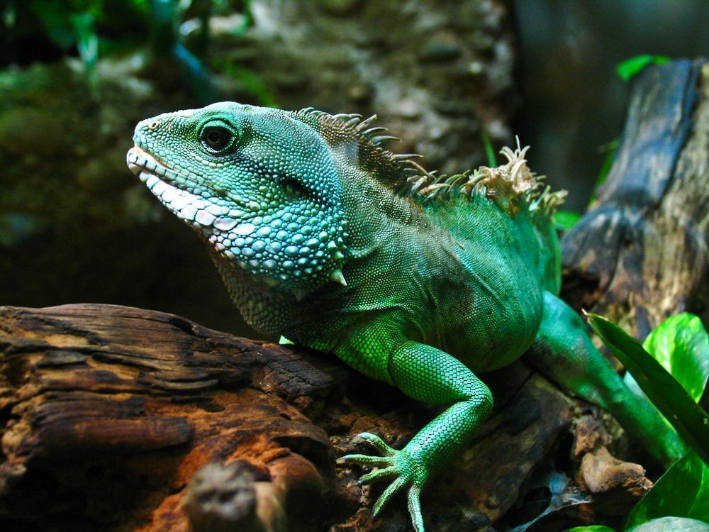 Echse Foto & Bild | tiere, zoo, wildpark & falknerei, amphibien ...