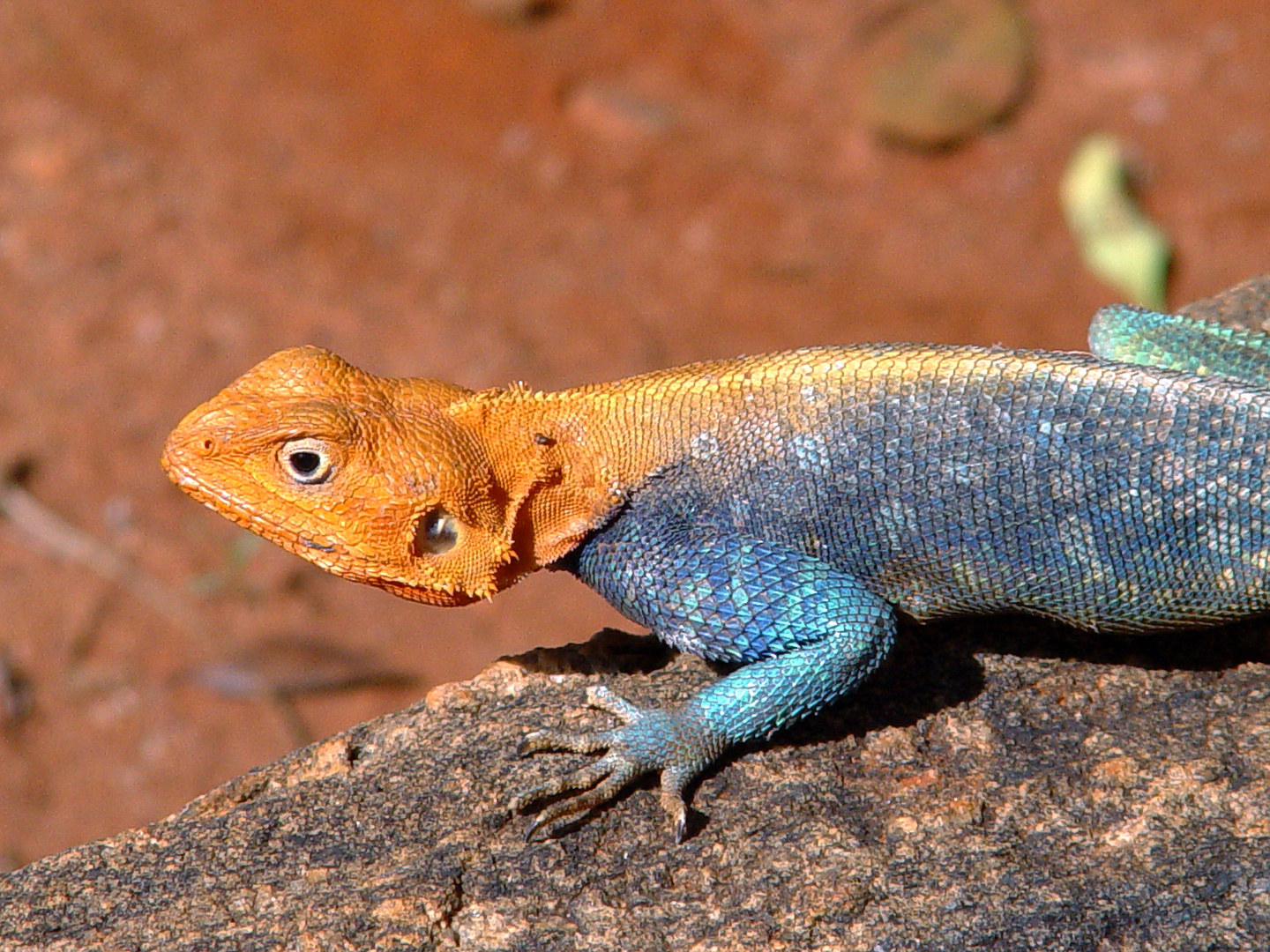 Echse Foto & Bild | tiere, wildlife, amphibien & reptilien Bilder auf ...