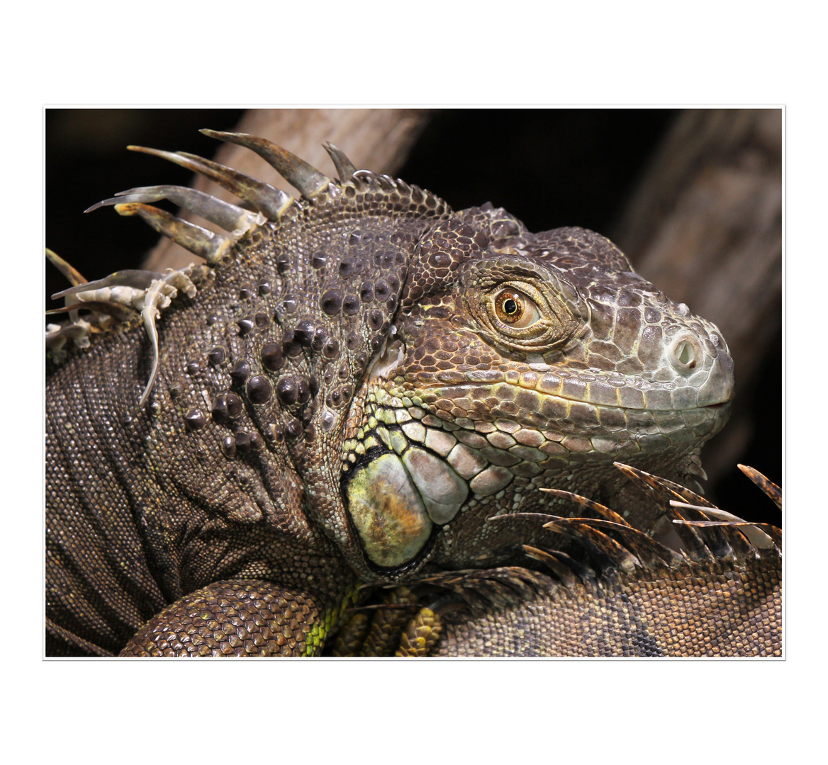 Echse. Foto & Bild | natur, mannheim, zoo Bilder auf fotocommunity