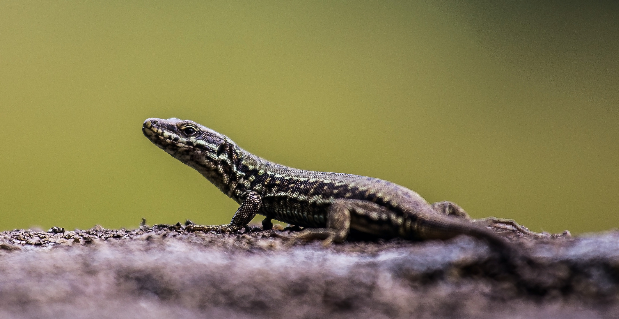 Echse Foto & Bild | tiere, wildlife, amphibien & reptilien Bilder auf ...