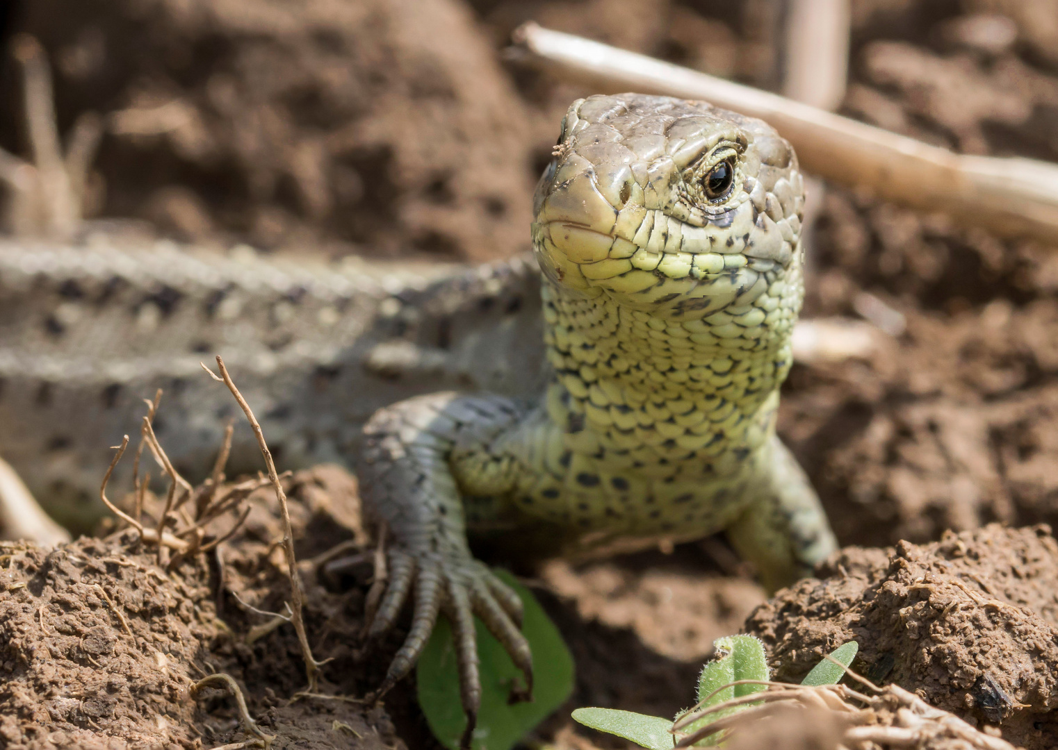 Echse Foto & Bild | tiere, wildlife, amphibien & reptilien Bilder auf ...