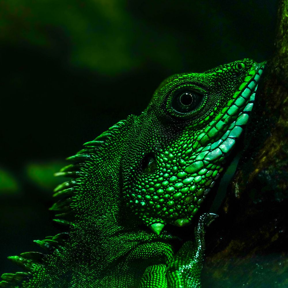 Echse diagonal Foto & Bild | deutschland, europe, brandenburg Bilder ...