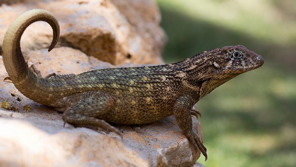 Echse Foto & Bild | tiere, wildlife, wildlife: sonstige tiere Bilder ...