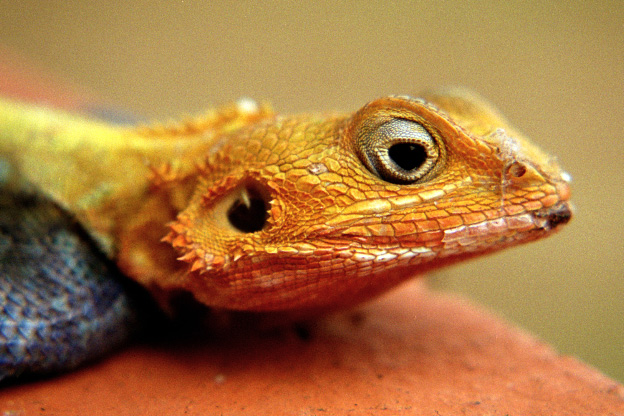 Echse Foto & Bild | tiere, natur Bilder auf fotocommunity