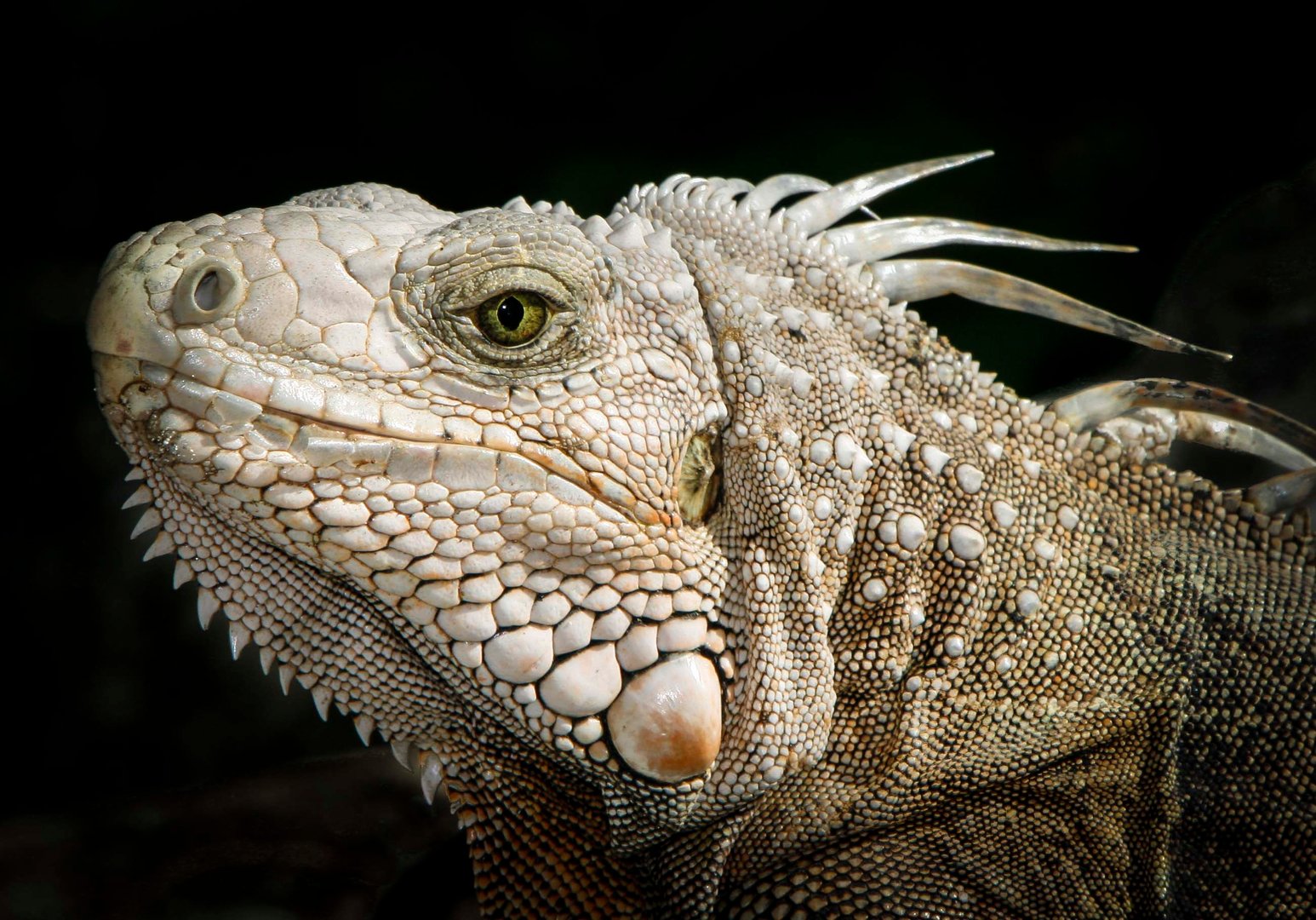 Echse Foto & Bild | natur, tiere, waran Bilder auf fotocommunity