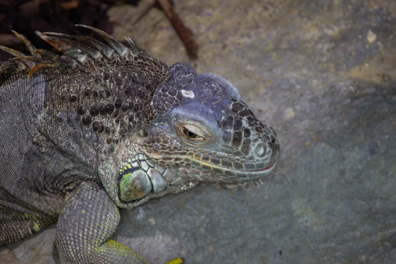 Echse Foto & Bild | tiere, natur, mannheim Bilder auf fotocommunity
