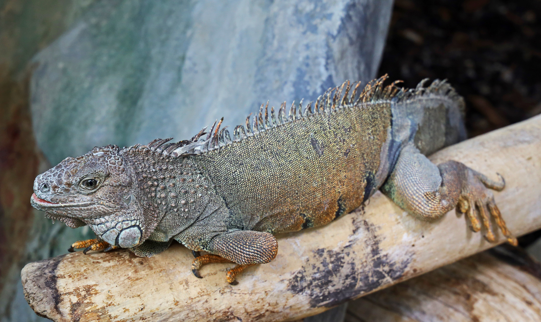 Echse II Foto & Bild | world, natur, mannheim Bilder auf fotocommunity