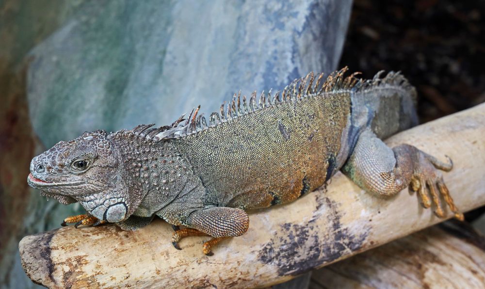 Echse II Foto & Bild | world, natur, mannheim Bilder auf fotocommunity